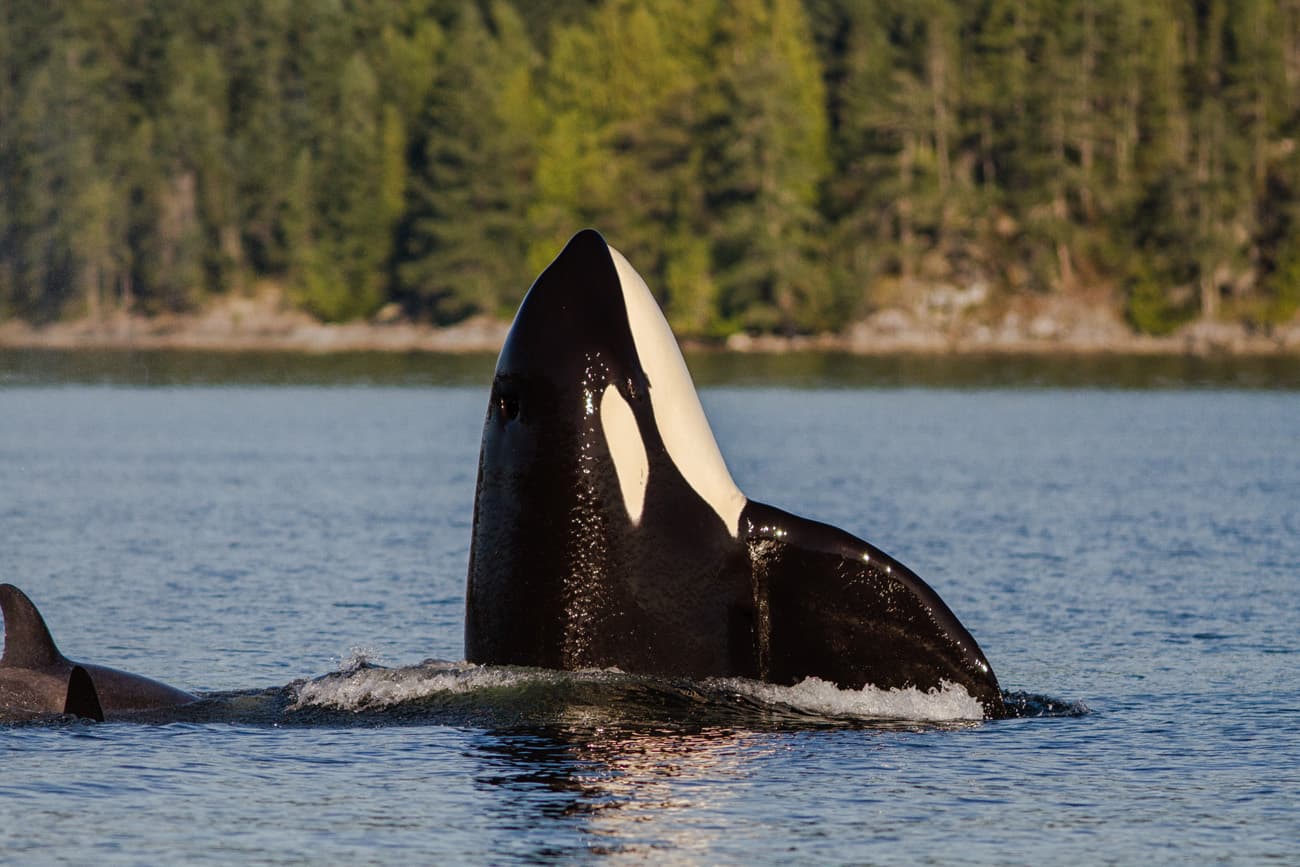 Summer Wildlife Gallery • Western Prince Whale Watching Tours
