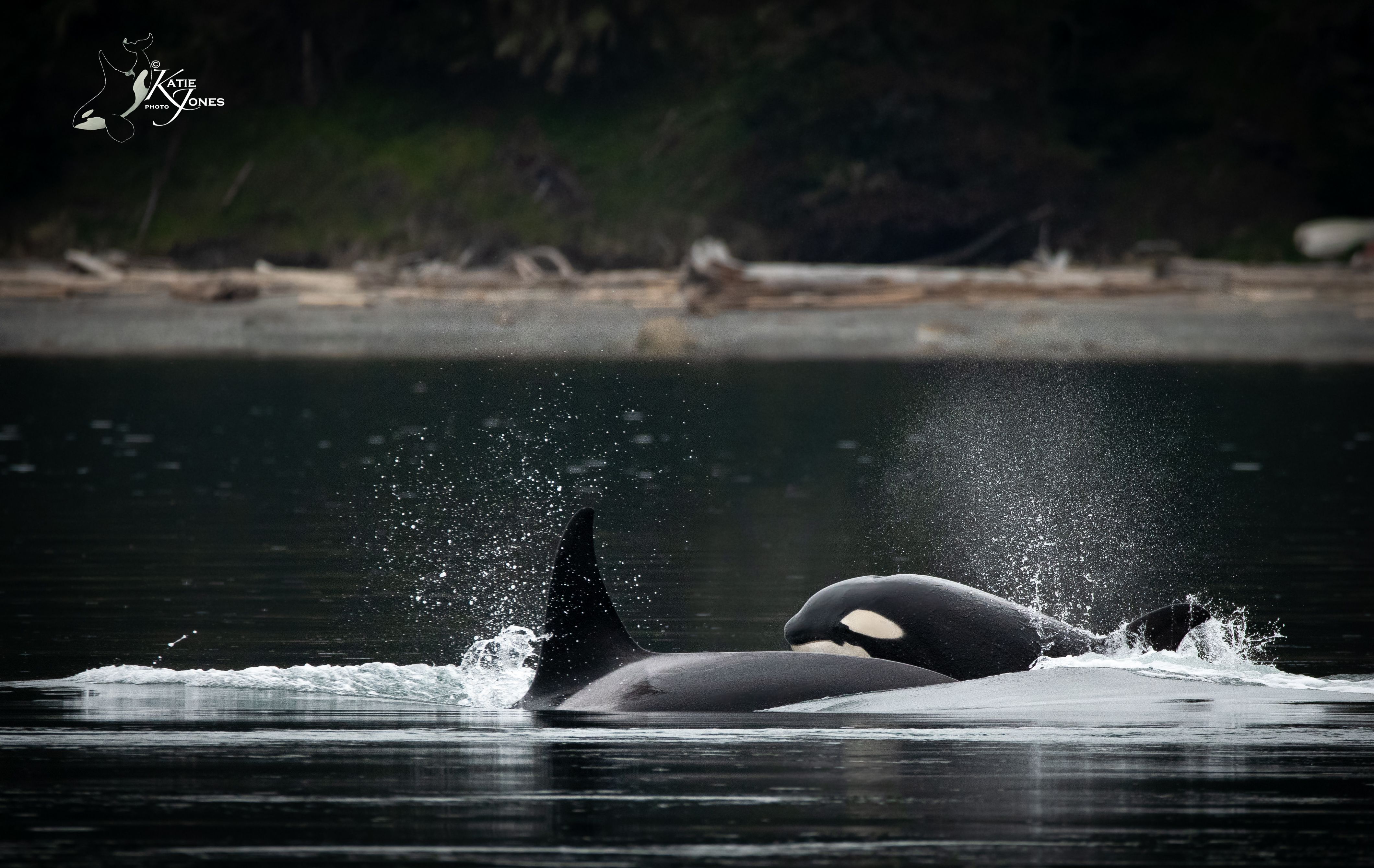 Spring Whale Watching Season in the San Juan Islands | Western Prince ...