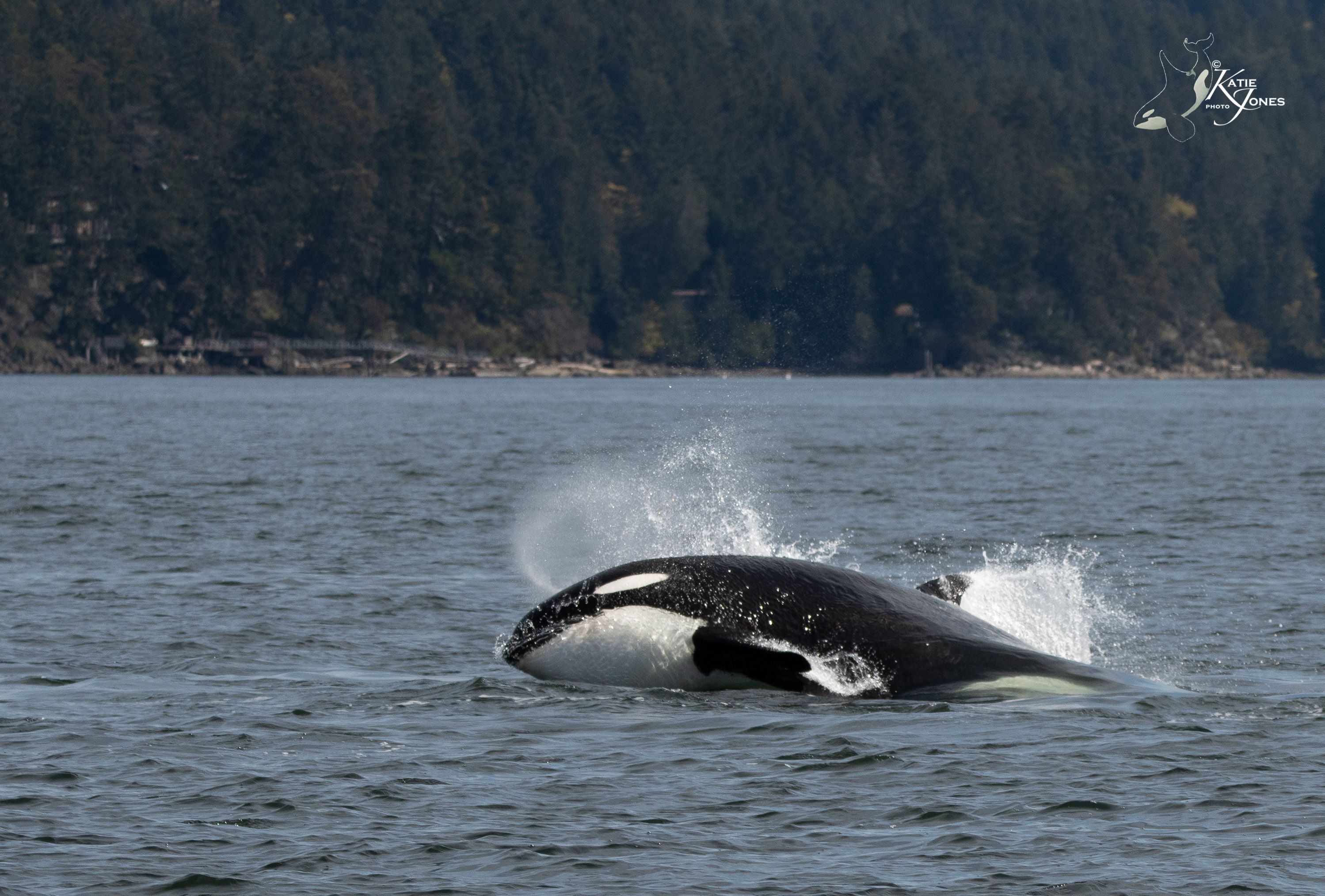 Spring Whale Watching Season in the San Juan Islands | Western Prince ...
