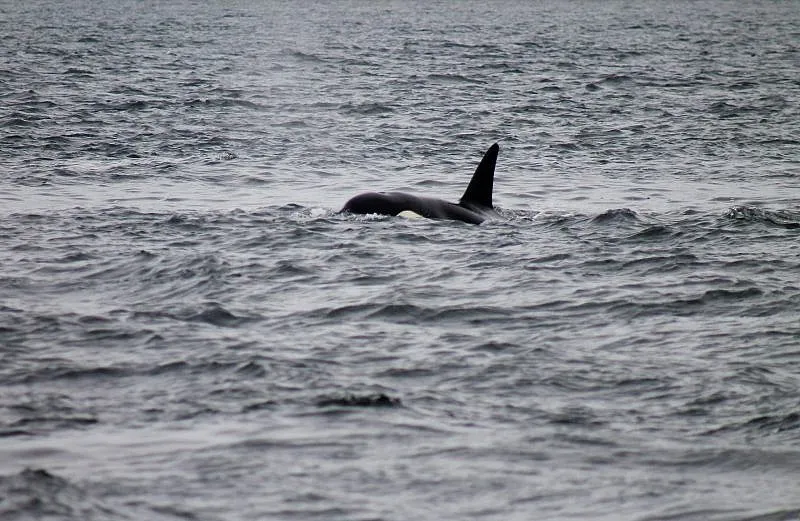 Killer Whales in President Channel | Western Prince Whale Watching: San ...