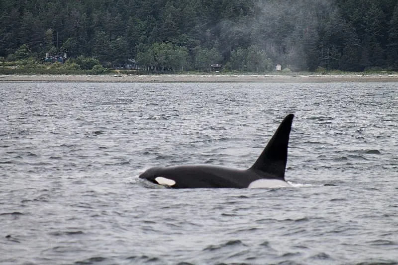 Killer Whales in President Channel | Western Prince Whale Watching: San ...