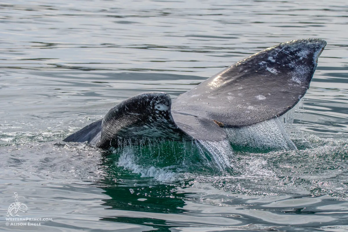Spring Whale Watching Season in the San Juan Islands | Western Prince ...