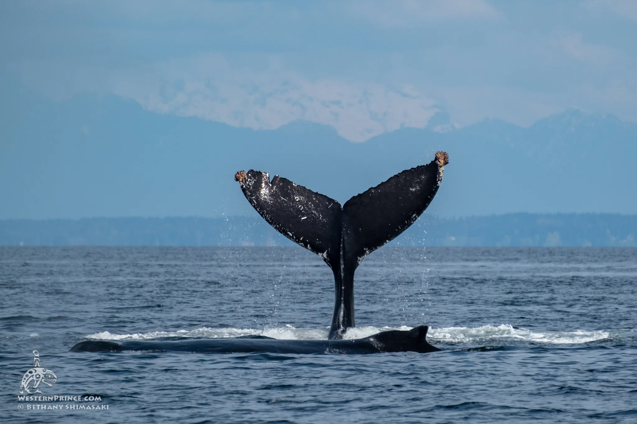 Spring Whale Watching Season in the San Juan Islands | Western Prince ...