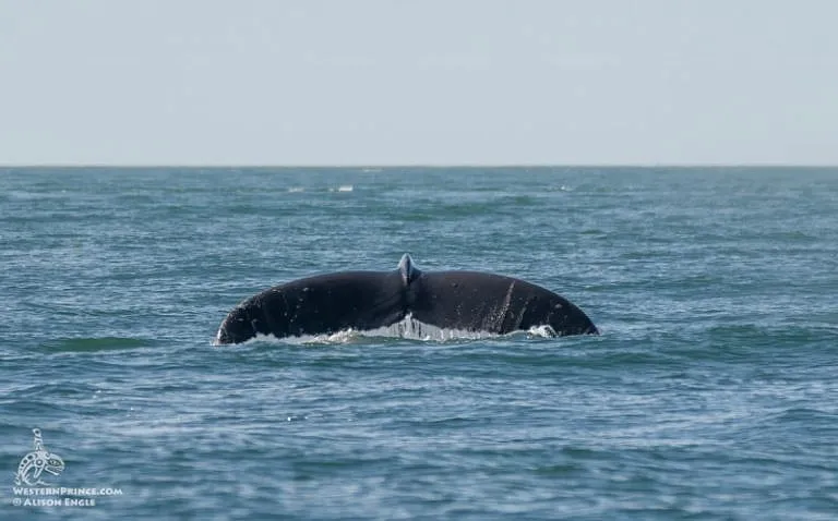 Beautiful Humpback Flukes | Western Prince Whale Watching: San Juan ...