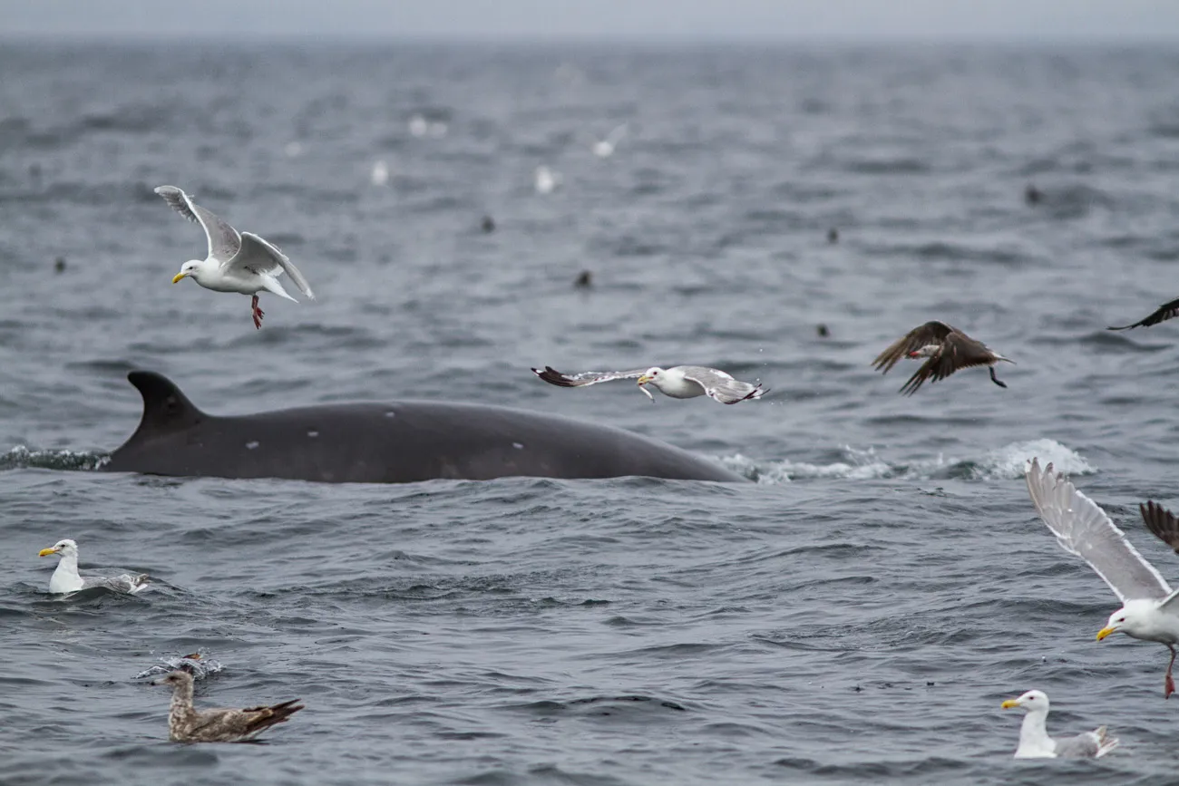 Adventure Whale Watching in the San Juan Islands | Western Explorer II