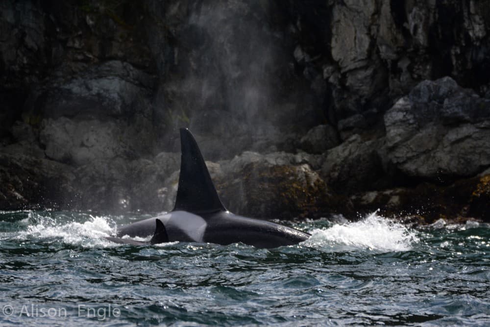 une is Orca Awareness Month! | San Juan Islands