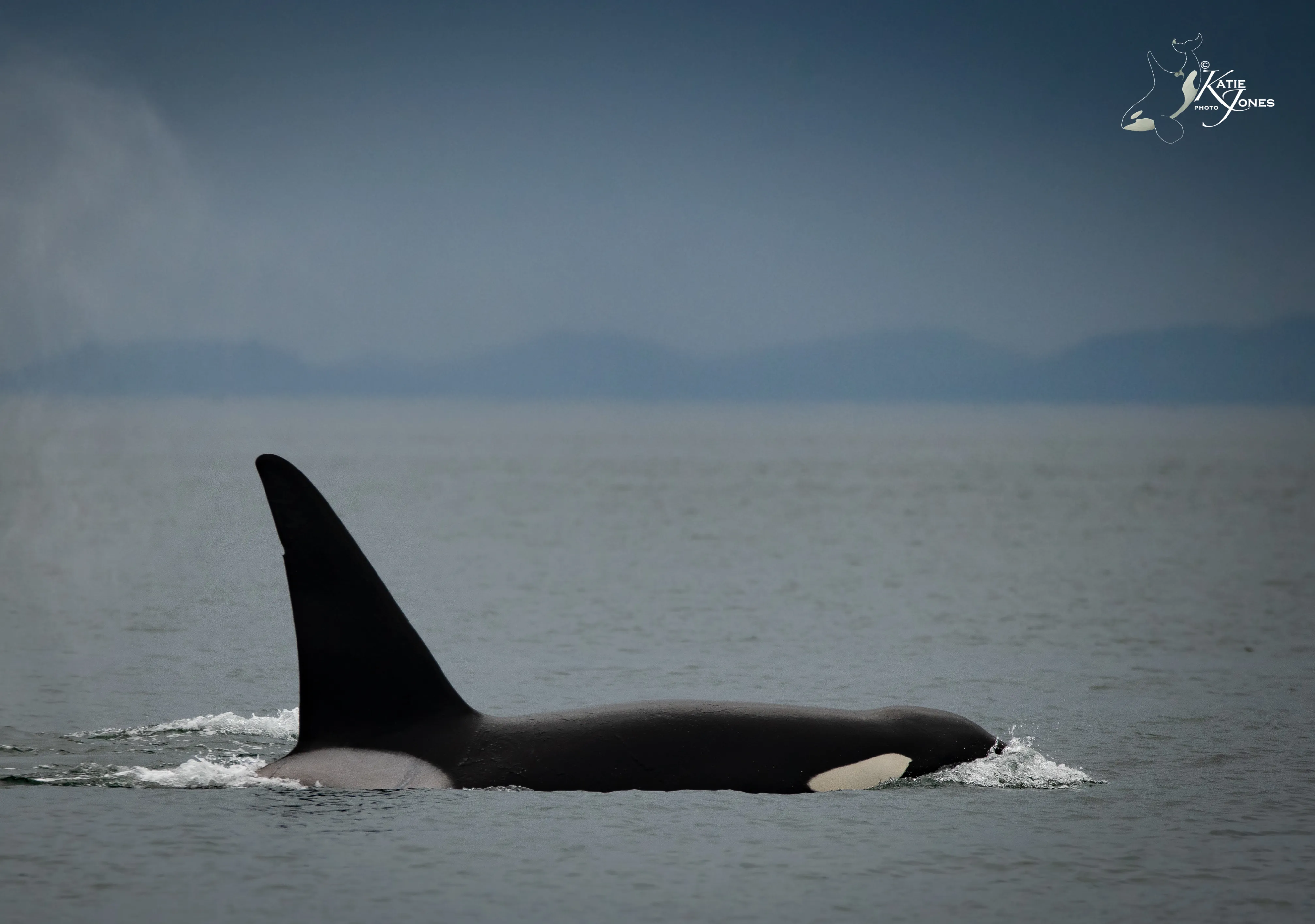 Spring Whale Watching Season in the San Juan Islands | Western Prince ...