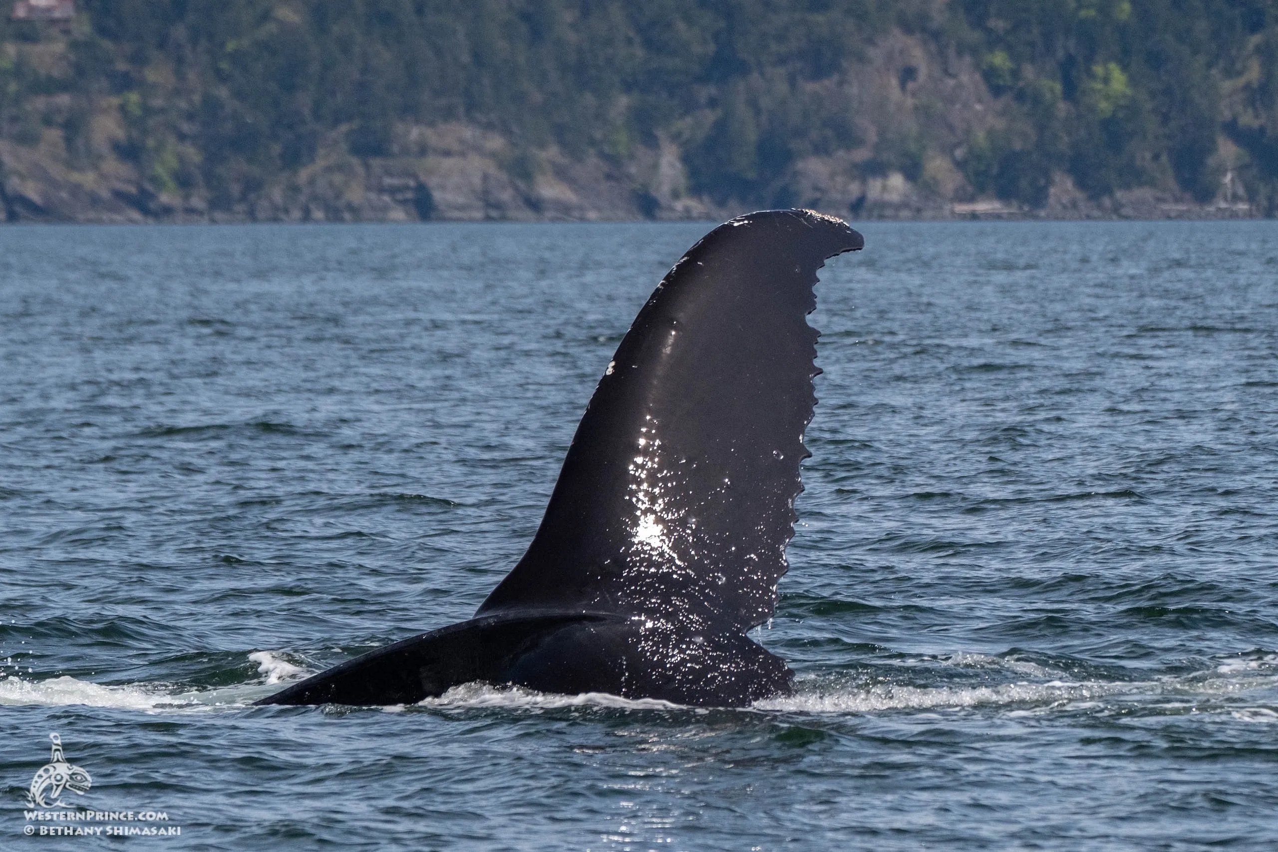 Whale Report: May 7, 2023: Encounter with Humpback "Zephyr" | Western Prince Whale Watching: San ...