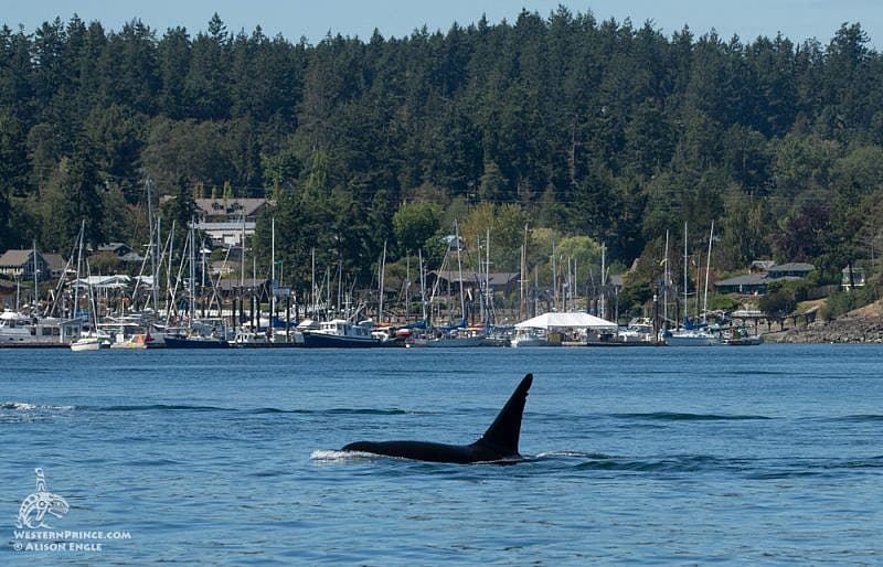 Whale Report: August 2, 2023 AM - T46s in Friday Harbor | Western ...