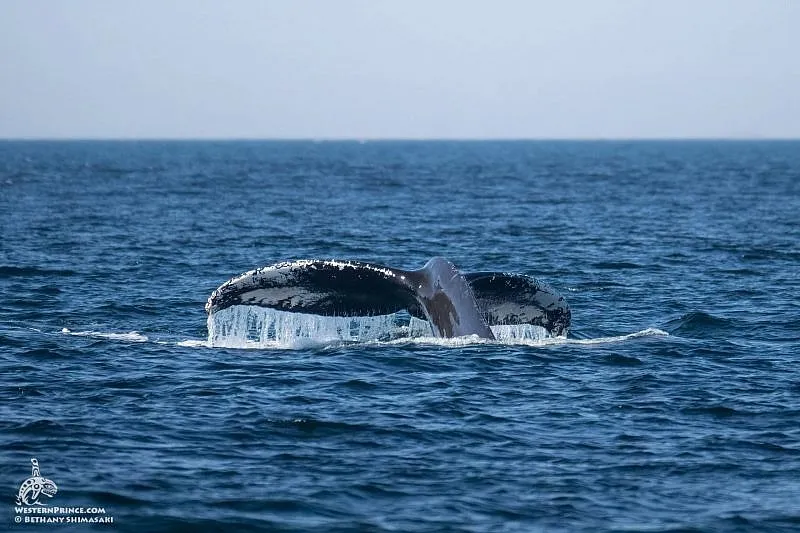 Whale Report: September 15, 2023 - Humpbacks on Constance Bank ...