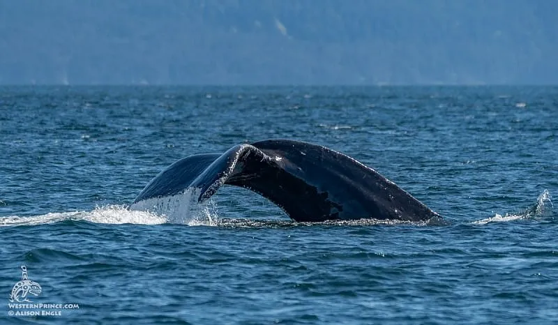 Whale Report: April 22, 2024 - Big Mama and Zig Zag | Western Prince ...