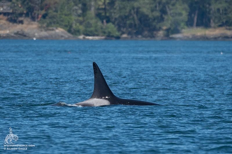 Killer Whales in Friday Harbor | Western Prince Whale Watching: San ...
