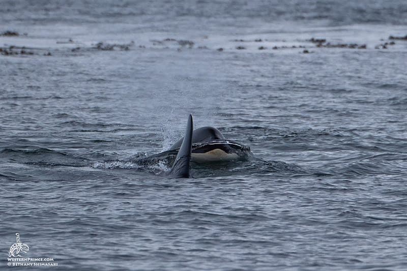 Harbor Seals and Killer Whales | Western Prince Whale Watching: San ...