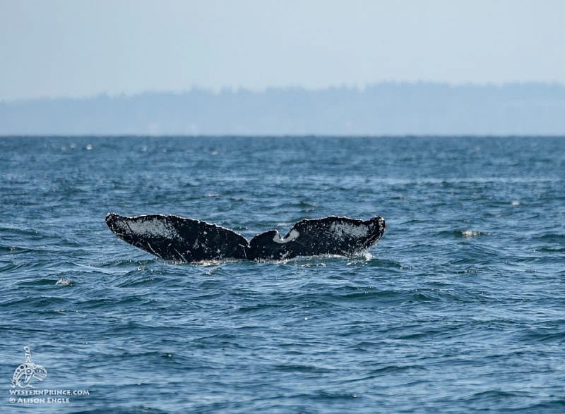Fluking Humpback Whale | Western Prince Whale Watching: San Juan ...