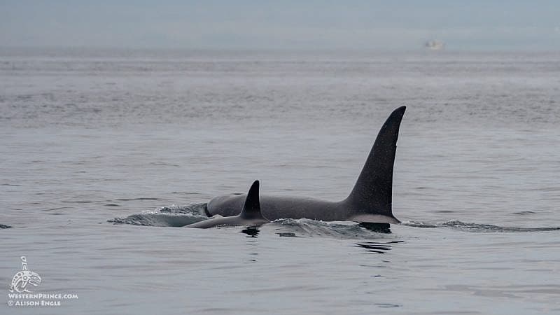 Killer Whales in the Fog | Western Prince Whale Watching: San Juan ...