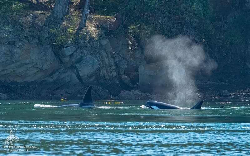 Orcas Cruising the Shoreline | Western Prince Whale Watching: San Juan ...