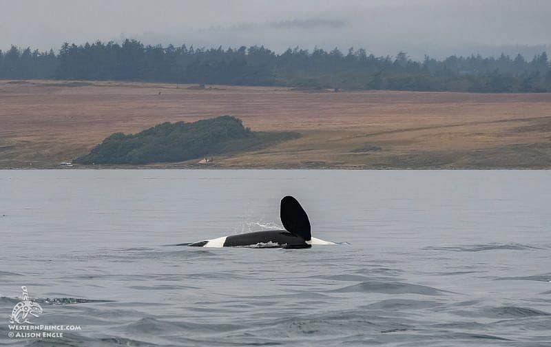 Wildlife Close to Home | Western Prince Whale Watching: San Juan ...