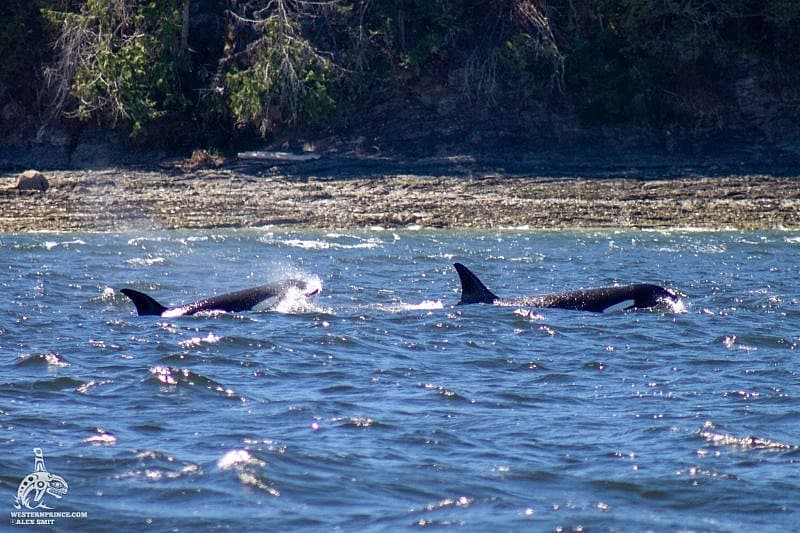 Killer Whales Hunting | Western Prince Whale Watching: San Juan Islands ...