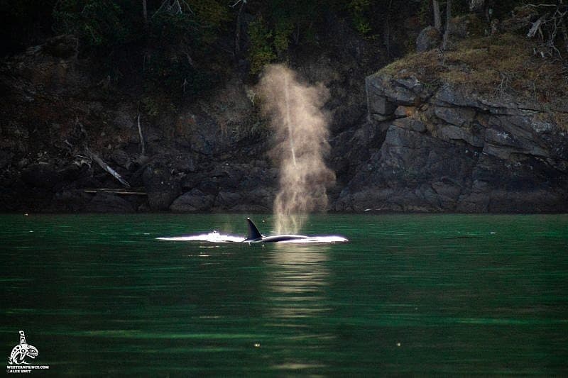 Killer Whales and a Humpback in the Fog | Western Prince Whale Watching ...